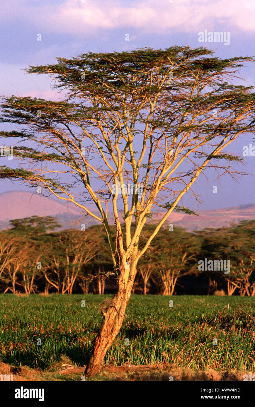 Acacia downs hi-res stock photography and images - Alamy