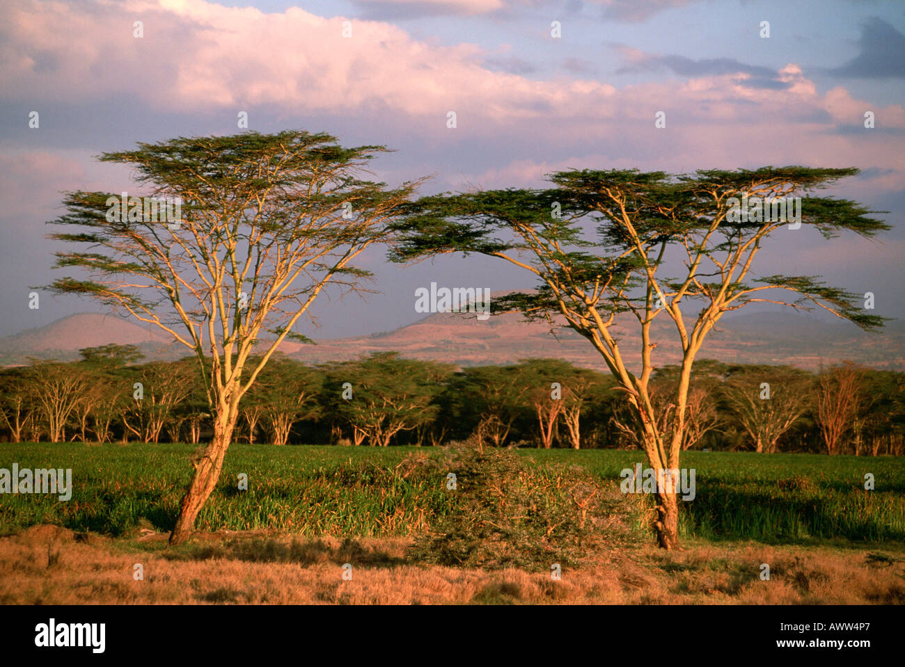 Acacia downs hi-res stock photography and images - Alamy