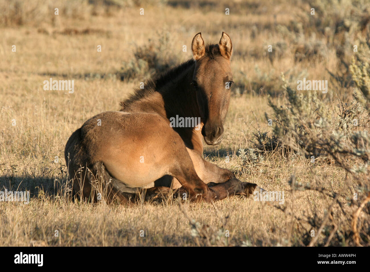 Burros running hi-res stock photography and images - Alamy
