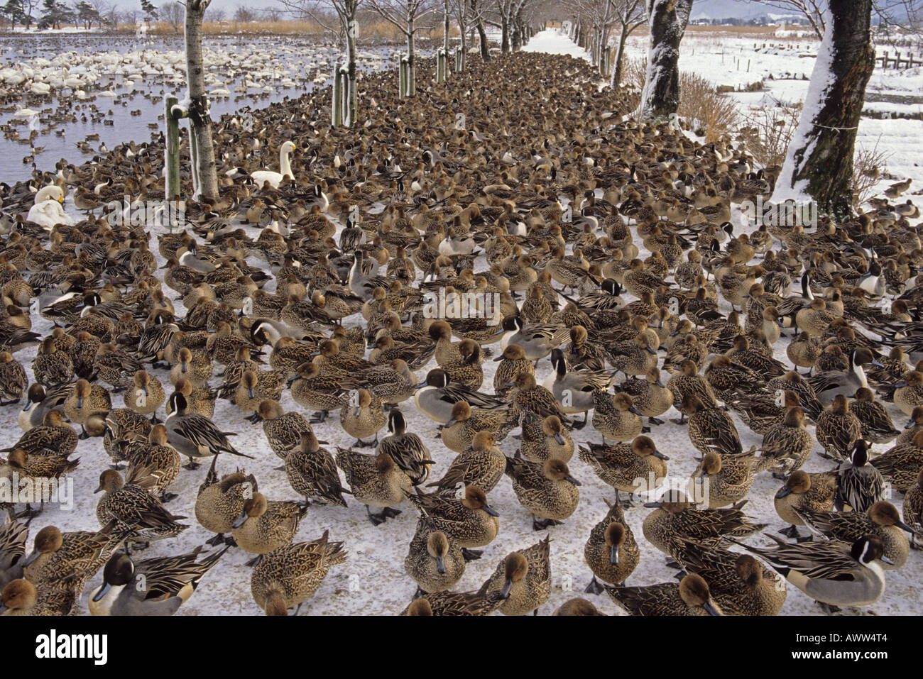 Many migratory birds in winter on Lake Hyoko in Niigata Japan Asia ...