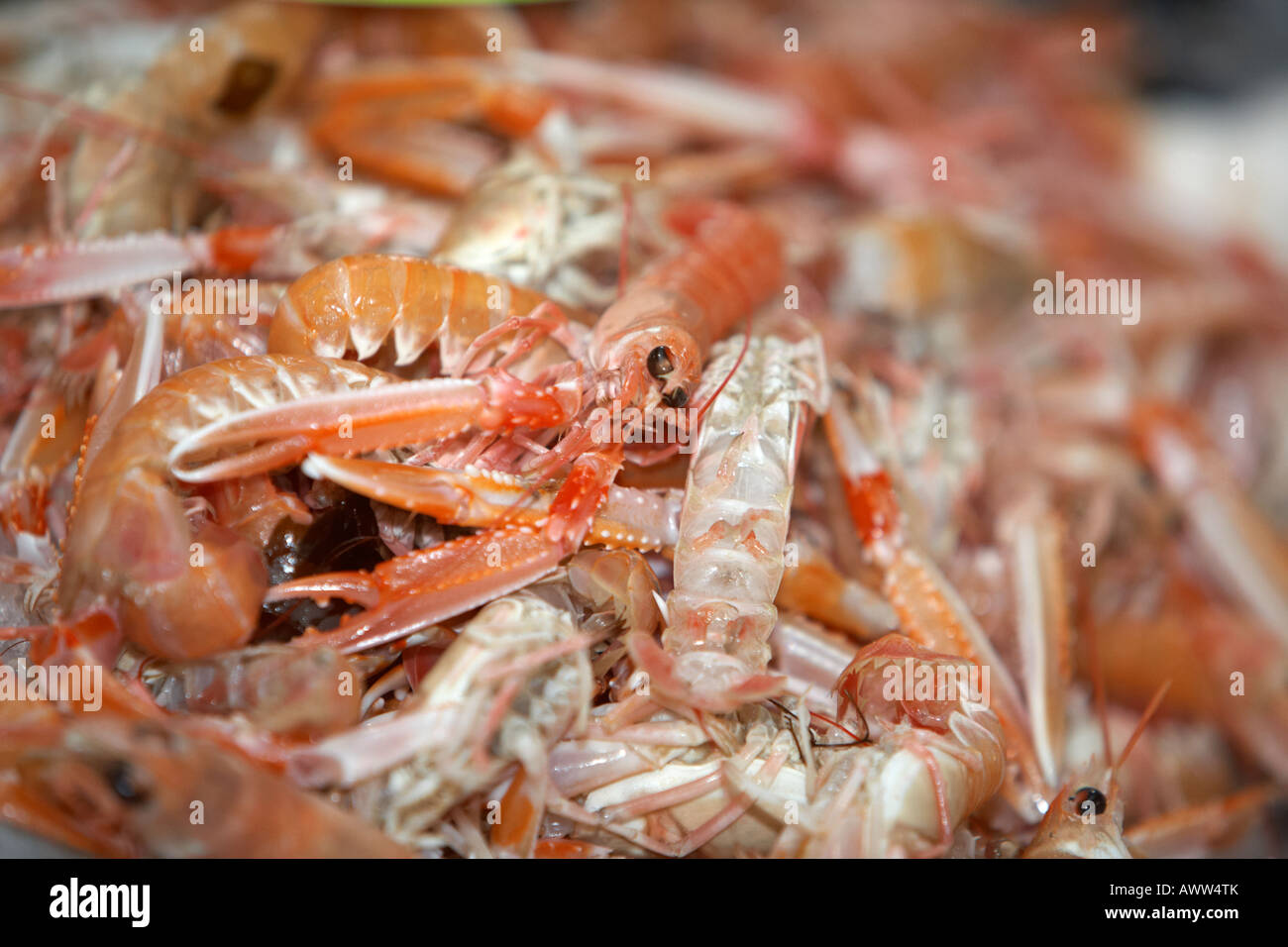 Raw langoustine nephrops norvegicus hi-res stock photography and images ...