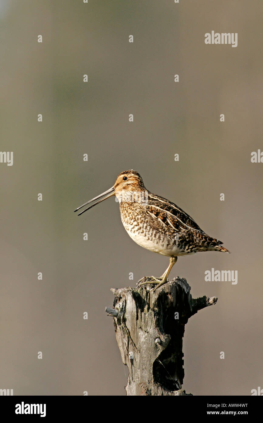 Common Snipe at Seney National Wildlife refuge in northern Michigan ...