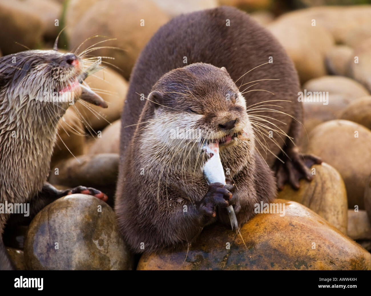 Otters eating fish hi-res stock photography and images - Alamy