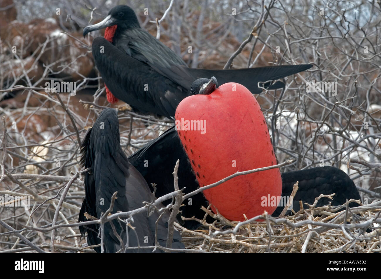 Two male frigate birds one with inflated and one with deflated red ...