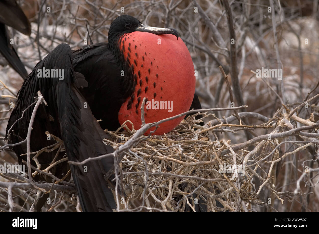 Male frigate bird with inflated pouch sitting on the nest Galapagos ...