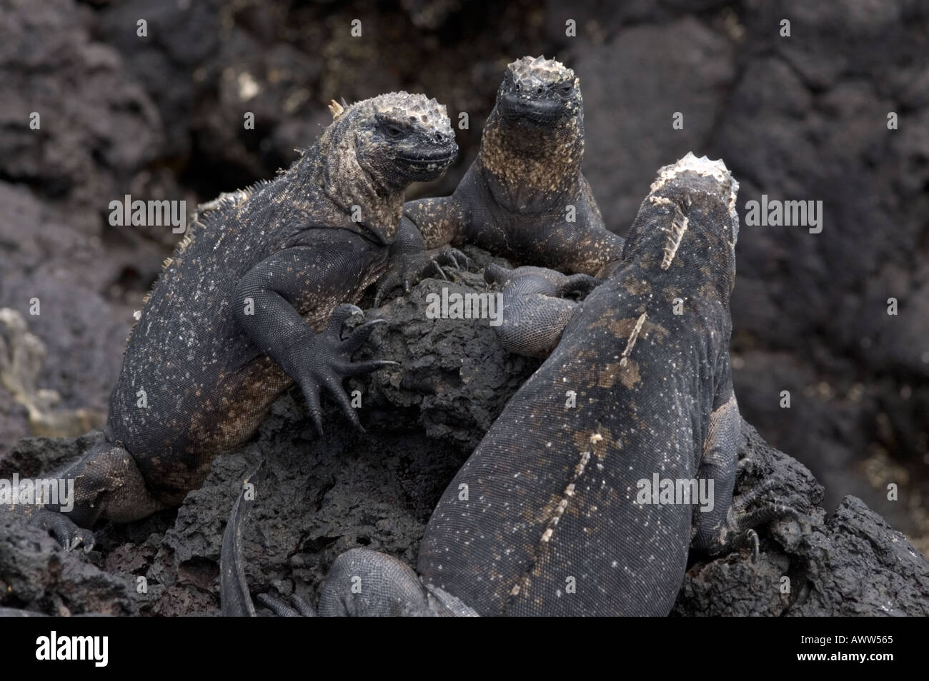 Three marine iguanas sitting around a rock Amblyrhynchus cristatus ...