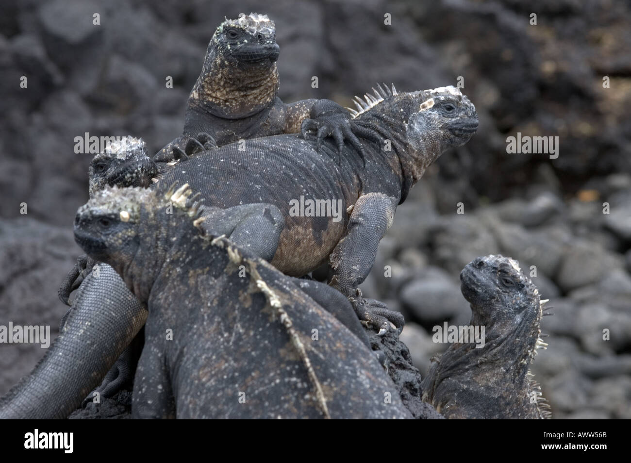 Three iguanas hi-res stock photography and images - Alamy
