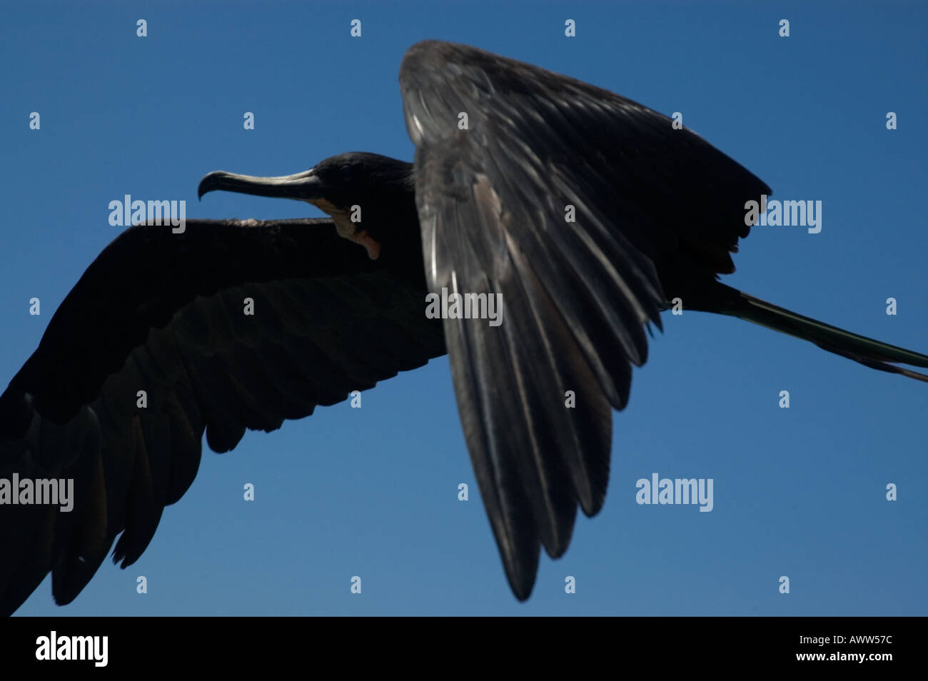 Female magnificent frigatebird fregata hi-res stock photography and ...