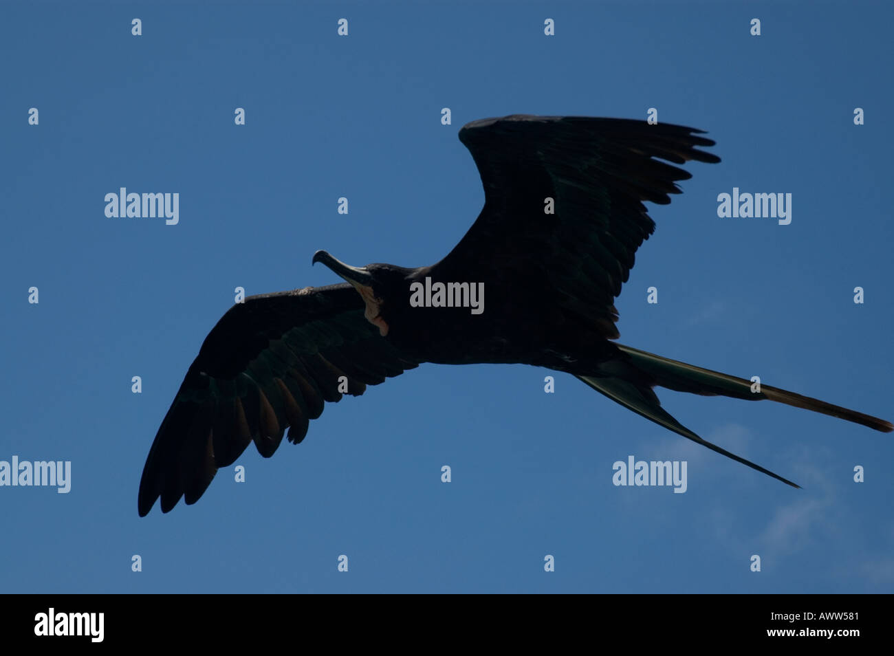 Magnificent Frigatebird Fregata magnificens male bird in flight ...