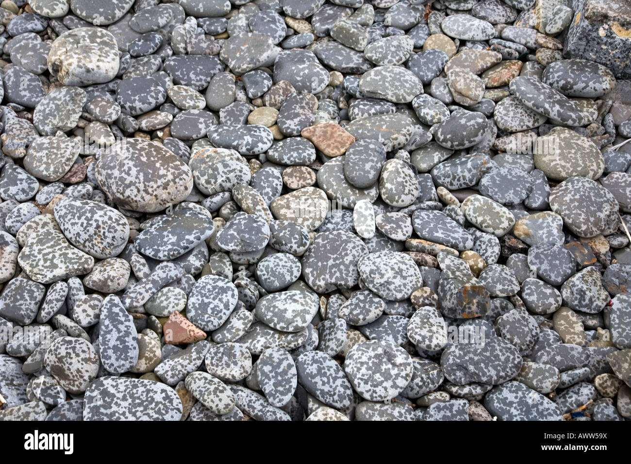 Rain drops on beach pebbles Stock Photo - Alamy