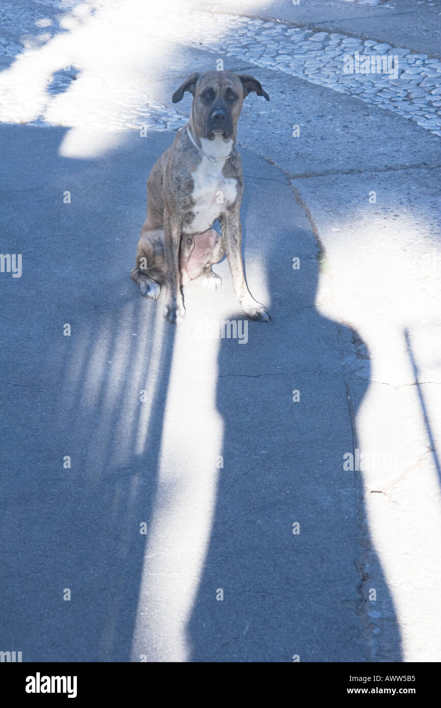 Dog and shadow of owner Stock Photo - Alamy
