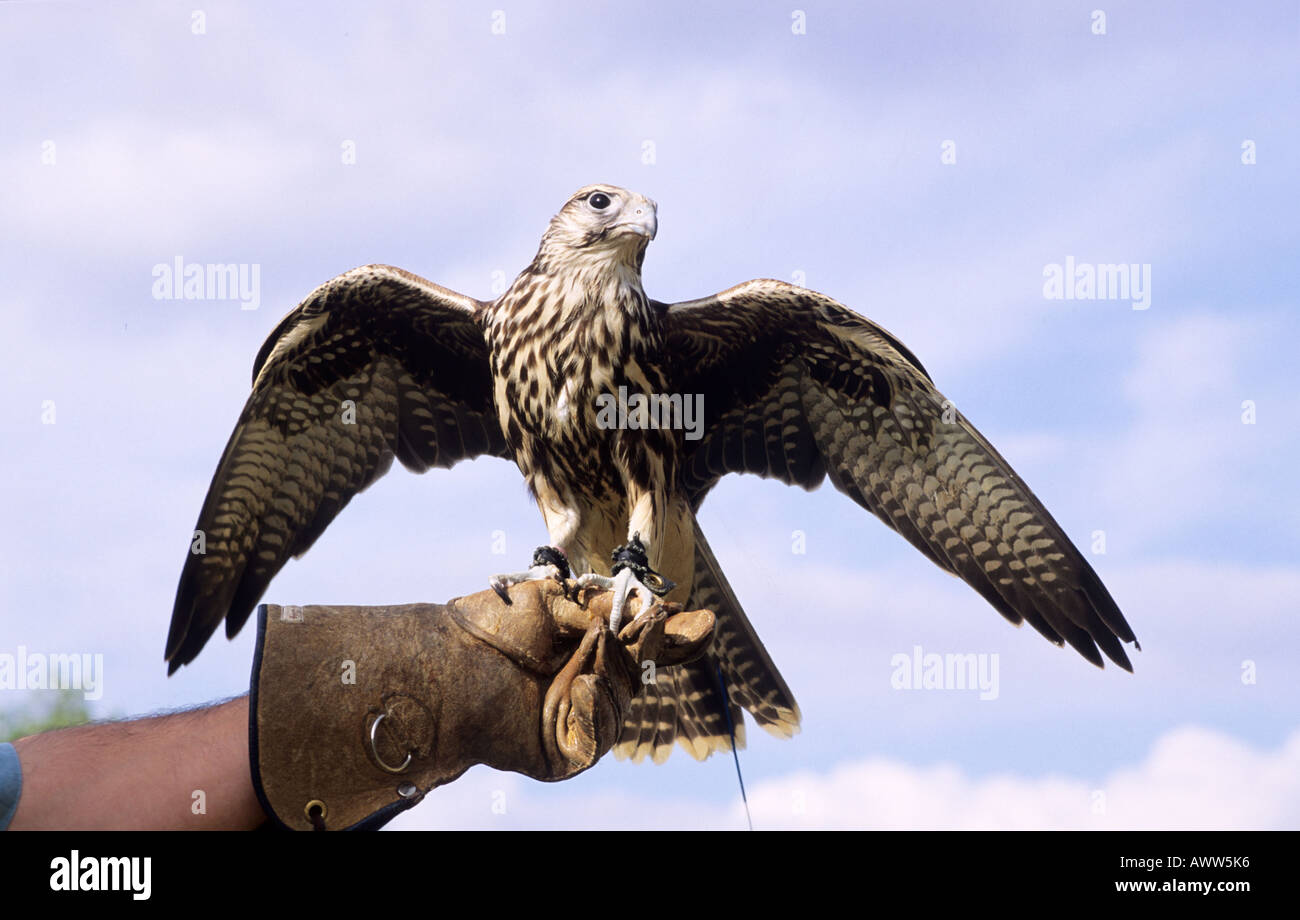 Falconry Falcon with extended wings bird in hand display English ...