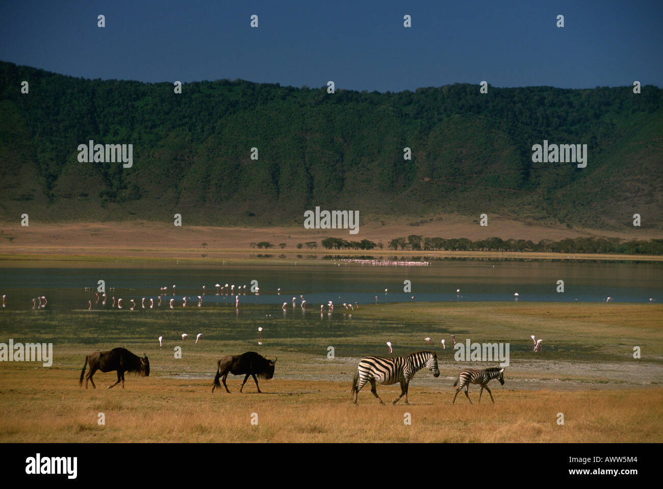 Wildlife in the Ngorongoro Crater Tanzania Stock Photo - Alamy
