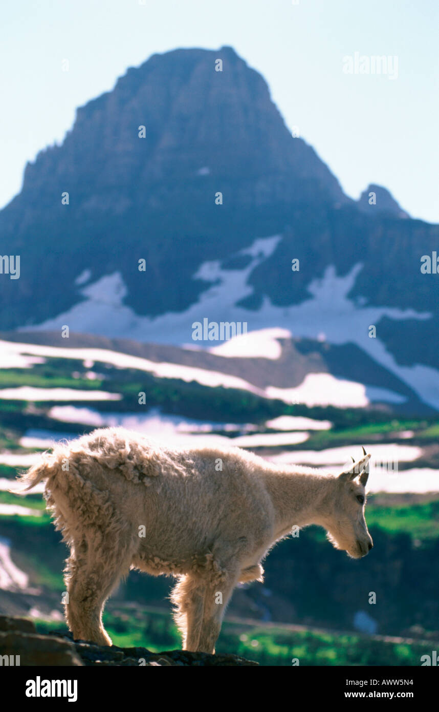 Mountain goat at Logan Pass Glacier National Park Montana United States ...