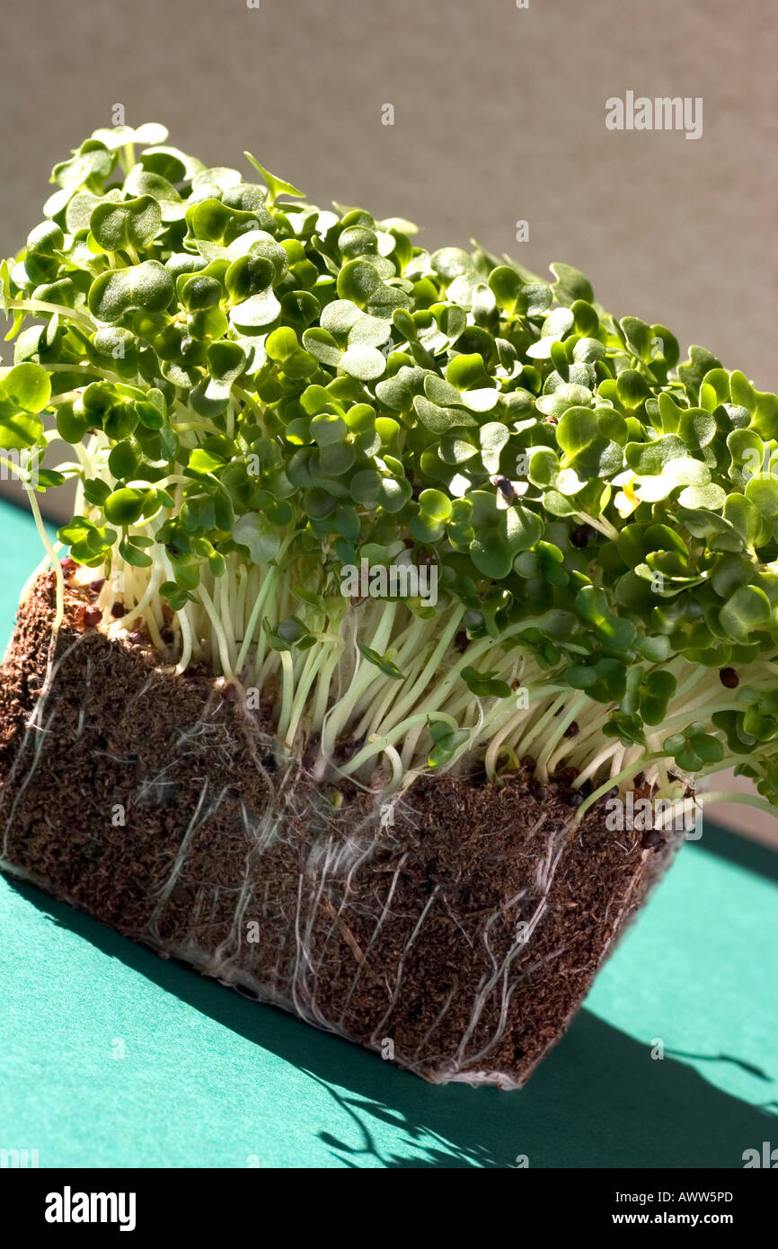 Type of cress hi-res stock photography and images - Alamy