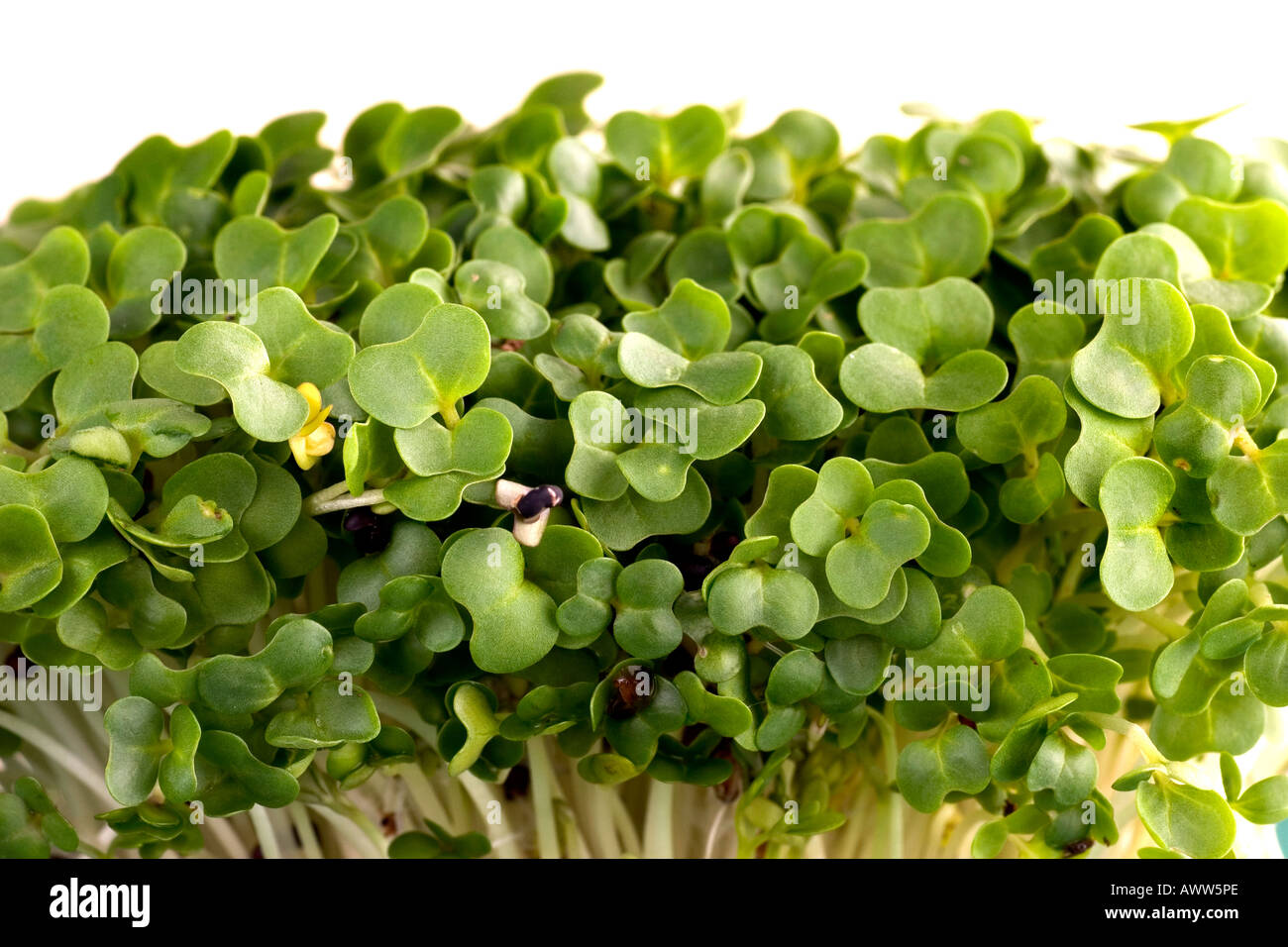 Garden Cress close up Lepidium sativum Stock Photo - Alamy
