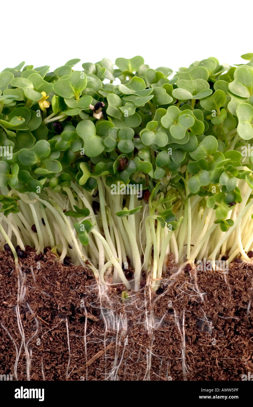 Type of cress hi-res stock photography and images - Alamy