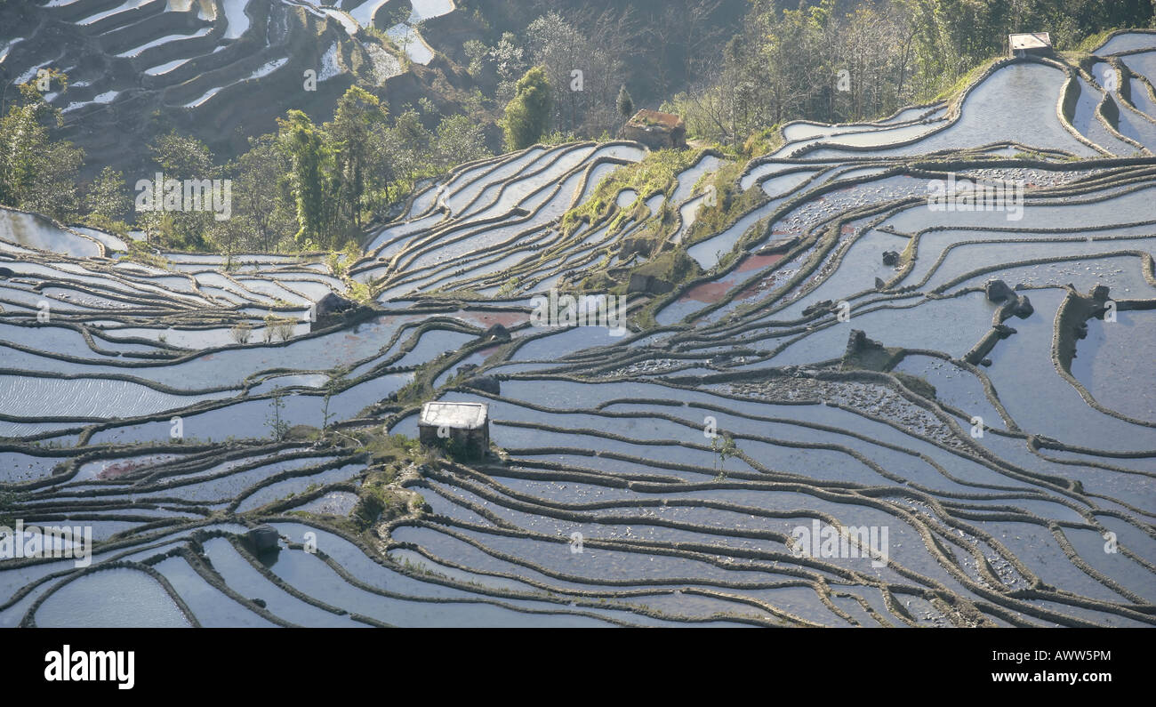 Terraced Rice Paddies Stock Photo - Alamy