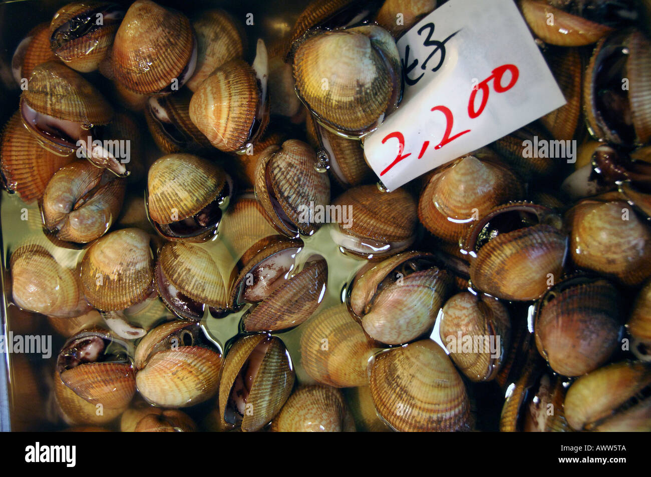 Cockle shells, Fish market Tokyo Japan Stock Photo - Alamy