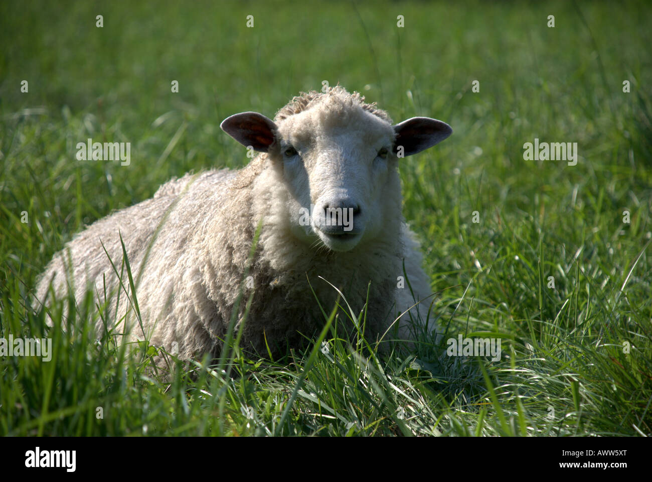 Farm animal resting hi-res stock photography and images - Alamy