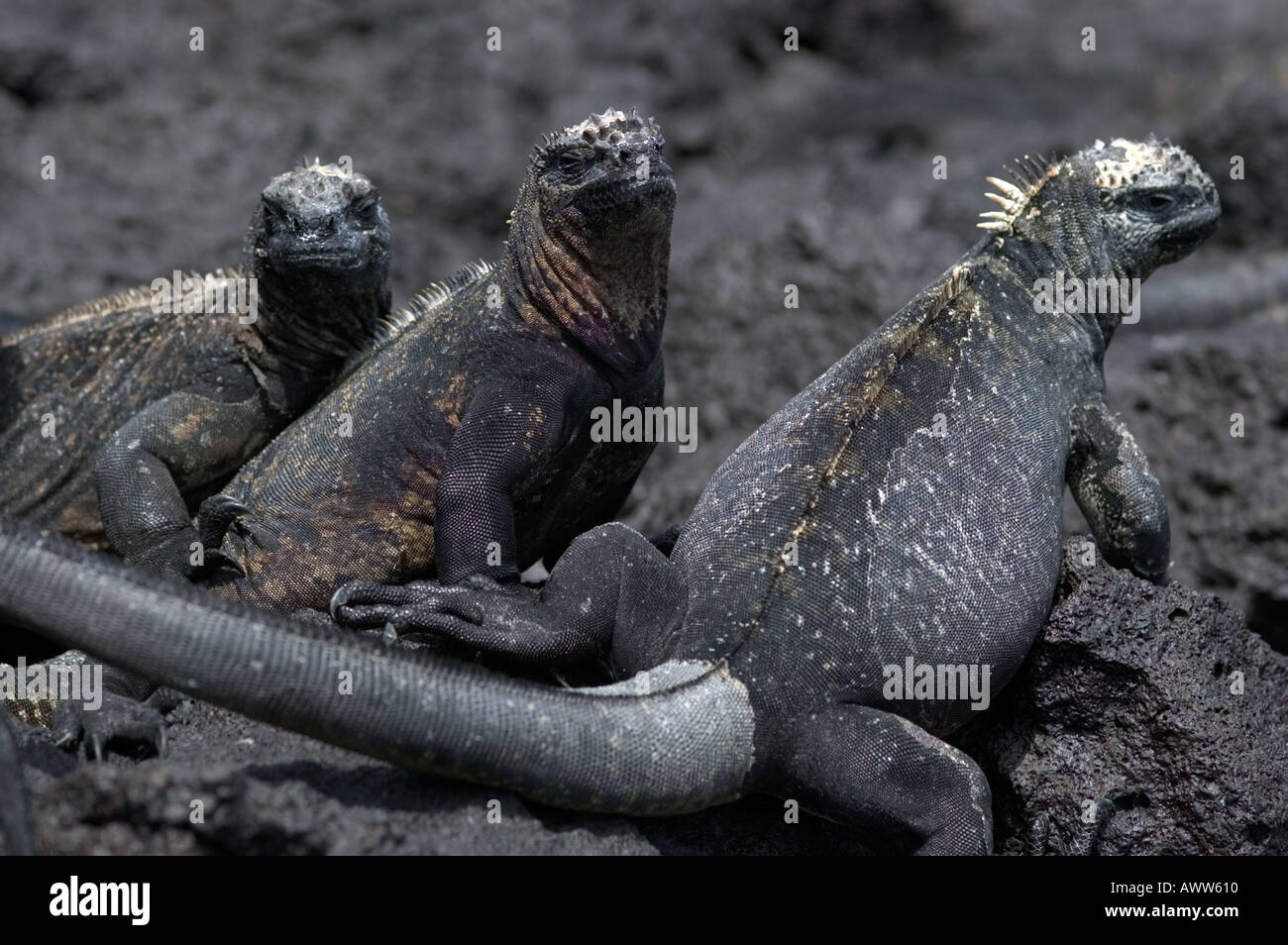 Three marine iguanas Amblyrhynchus cristatus Galapagos islands Ecuador ...