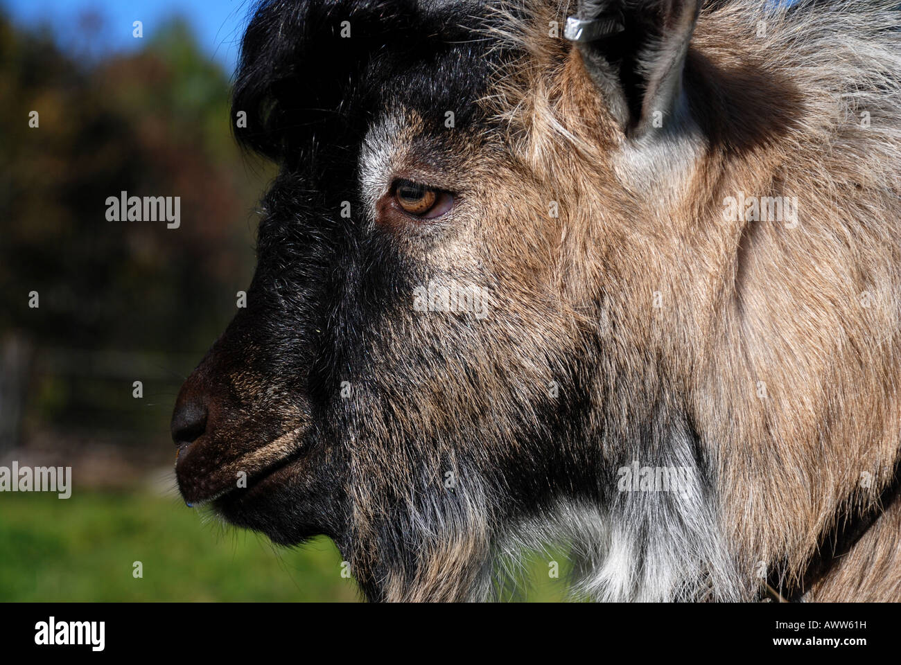Profile of a goat buck Stock Photo - Alamy