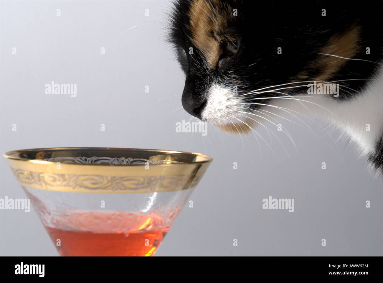 cat and cocktail Stock Photo - Alamy