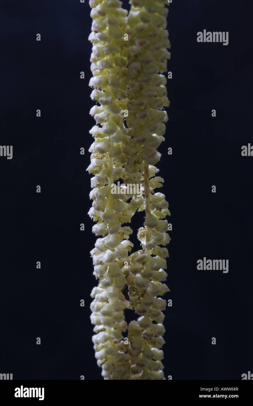 Soft catkin hi-res stock photography and images - Alamy