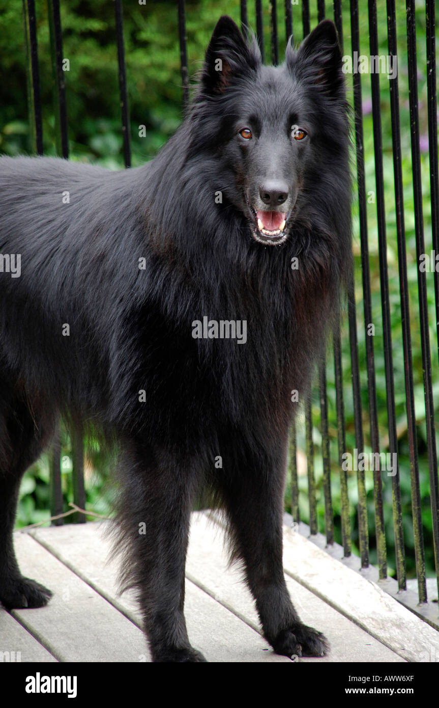 Groenendael Dog