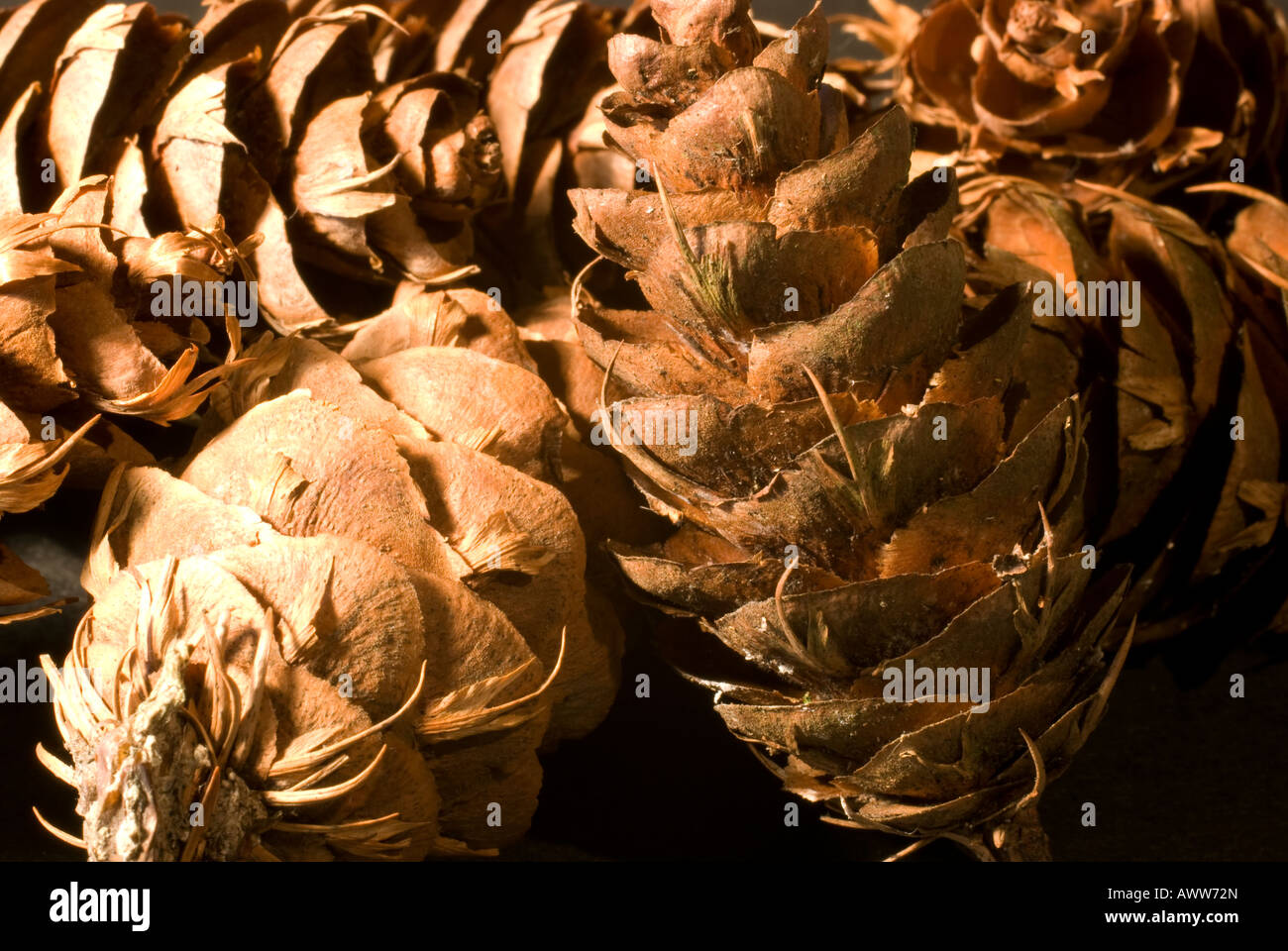 Pine Cones - Close Up Stock Photo - Alamy