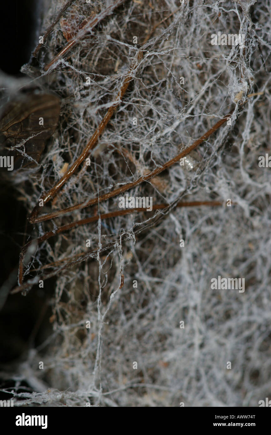 Spider's legs creeping out from amongst cobwebs Stock Photo - Alamy