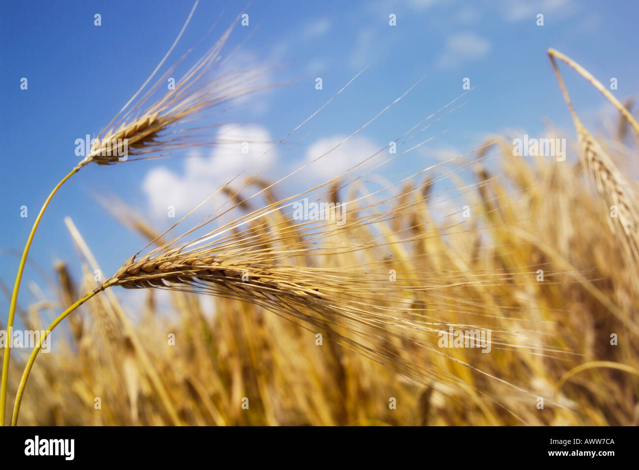 Fields barley hordeum vulgare hi-res stock photography and images - Alamy