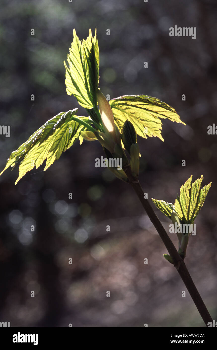 Sycamore tree buds hi-res stock photography and images - Alamy