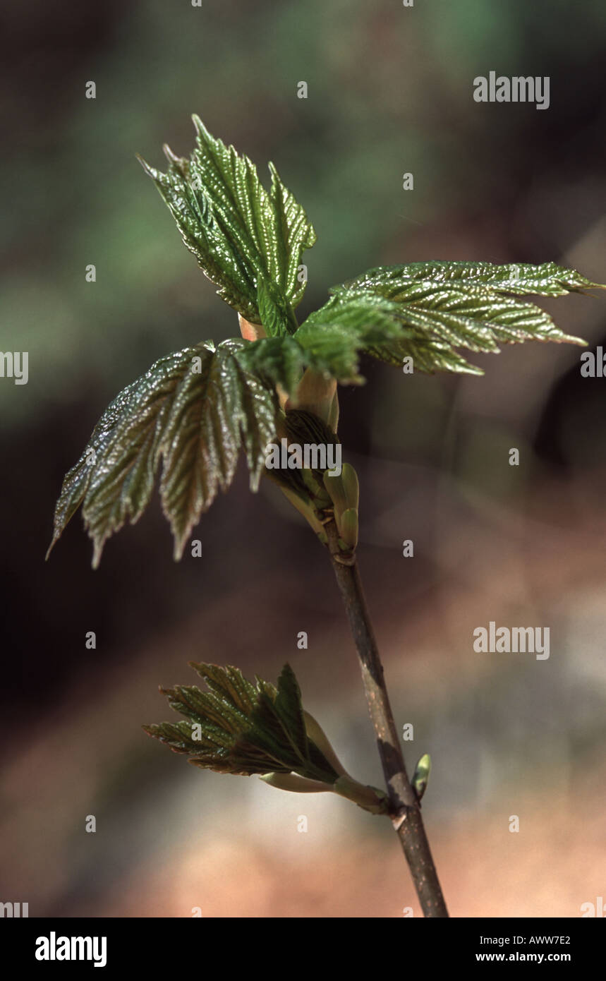 Acer pseudoplatanus spring hi-res stock photography and images - Alamy