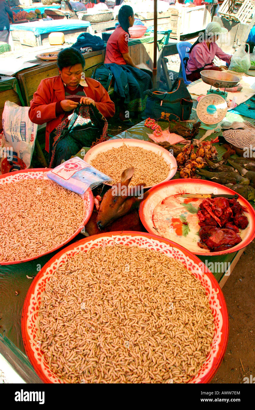 Maggots meat hi-res stock photography and images - Alamy