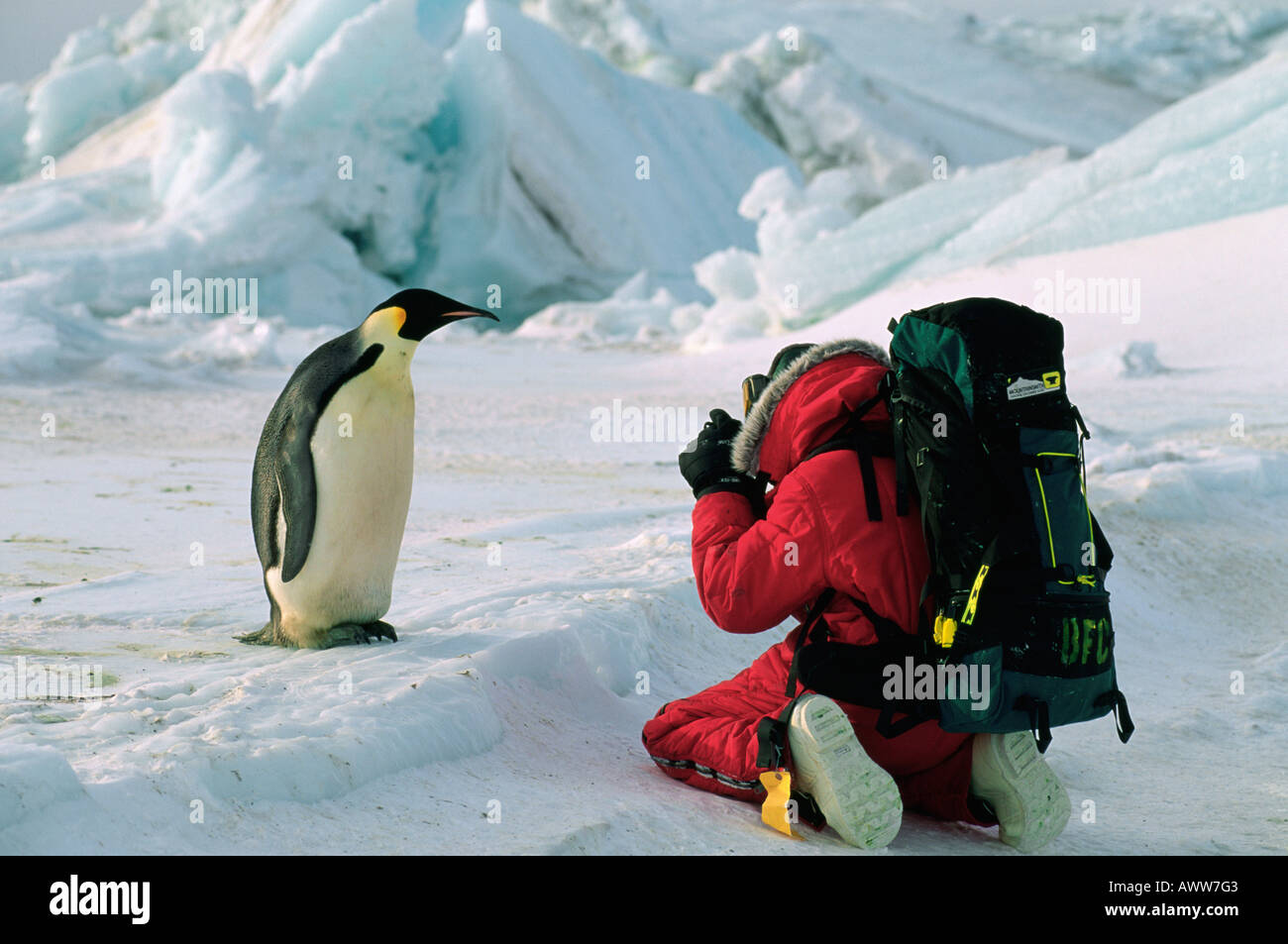 Dr Gerald Kooyman biologist monitoring emperor penguins Cape Crozier ...