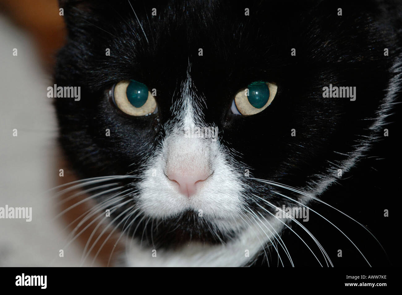Zappa, the black and white cat Stock Photo - Alamy