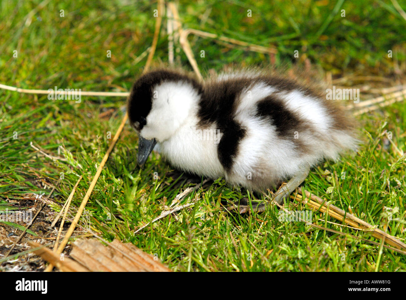 Paradise Shelduck / Putangitangi / Tadorna variegata. South Island. New ...