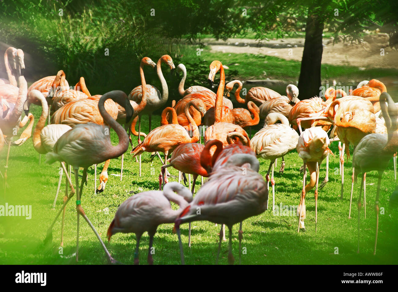 Rose coloured flamingo hi-res stock photography and images - Alamy
