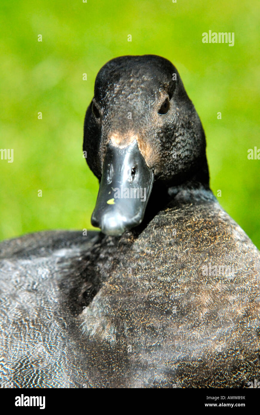 Paradise Shelduck / Putangitangi / Tadorna variegata. South Island. New ...