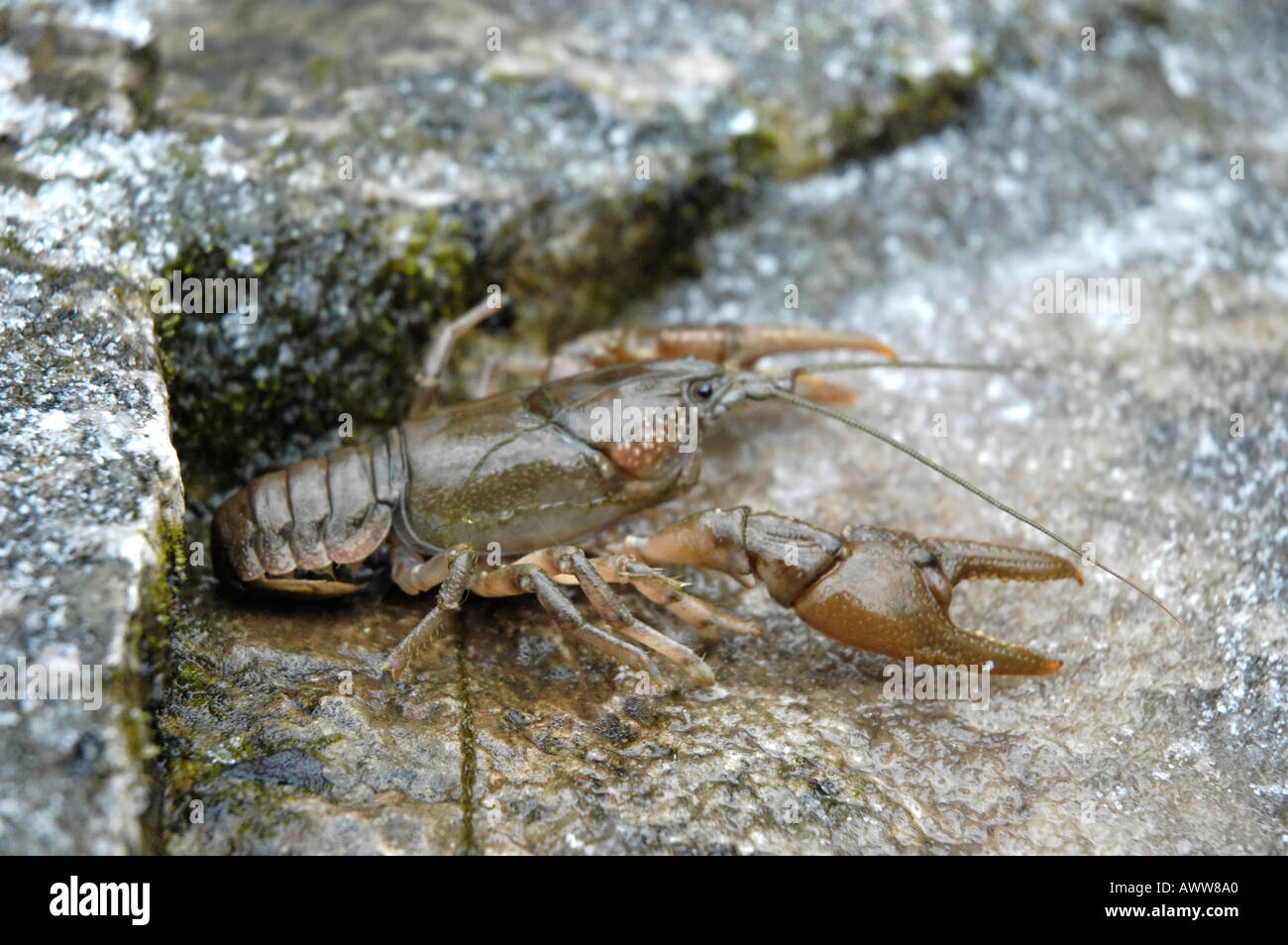 Crayfish on a creek ledge in winter Stock Photo - Alamy