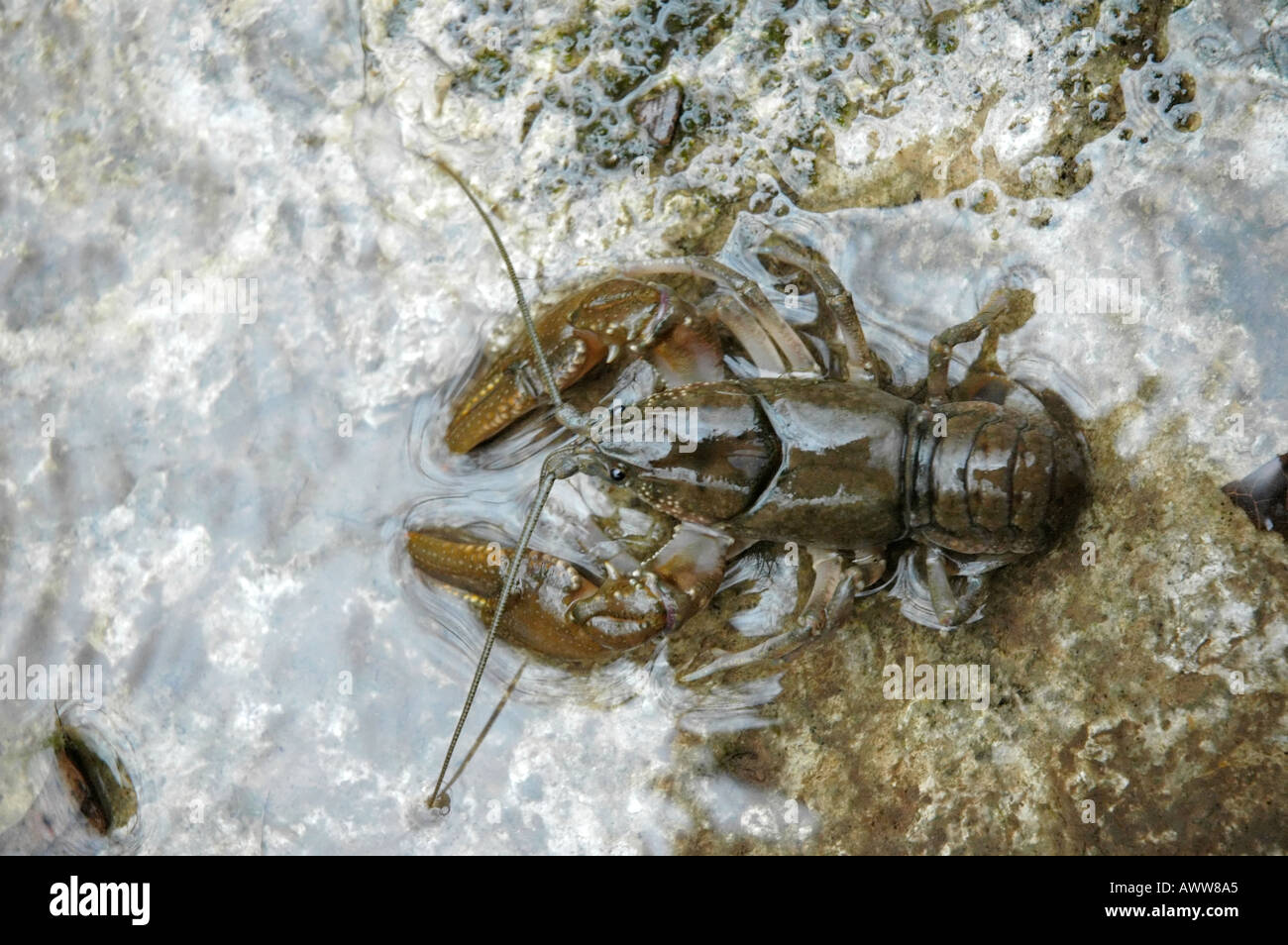 Crayfish stream crawdad creek hi-res stock photography and images - Alamy