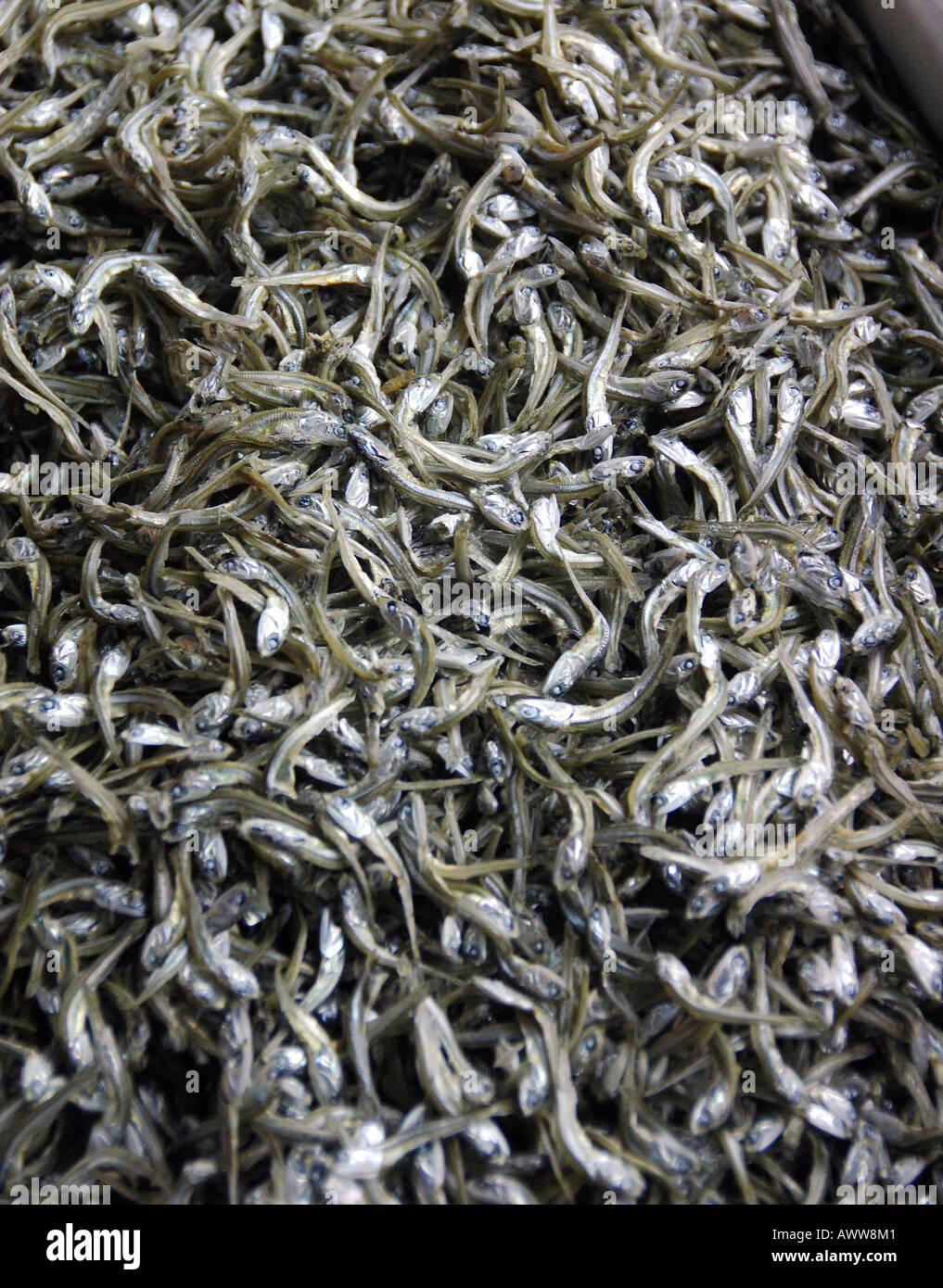 Fish on display, Tsukiji Fish market Tokyo Stock Photo - Alamy