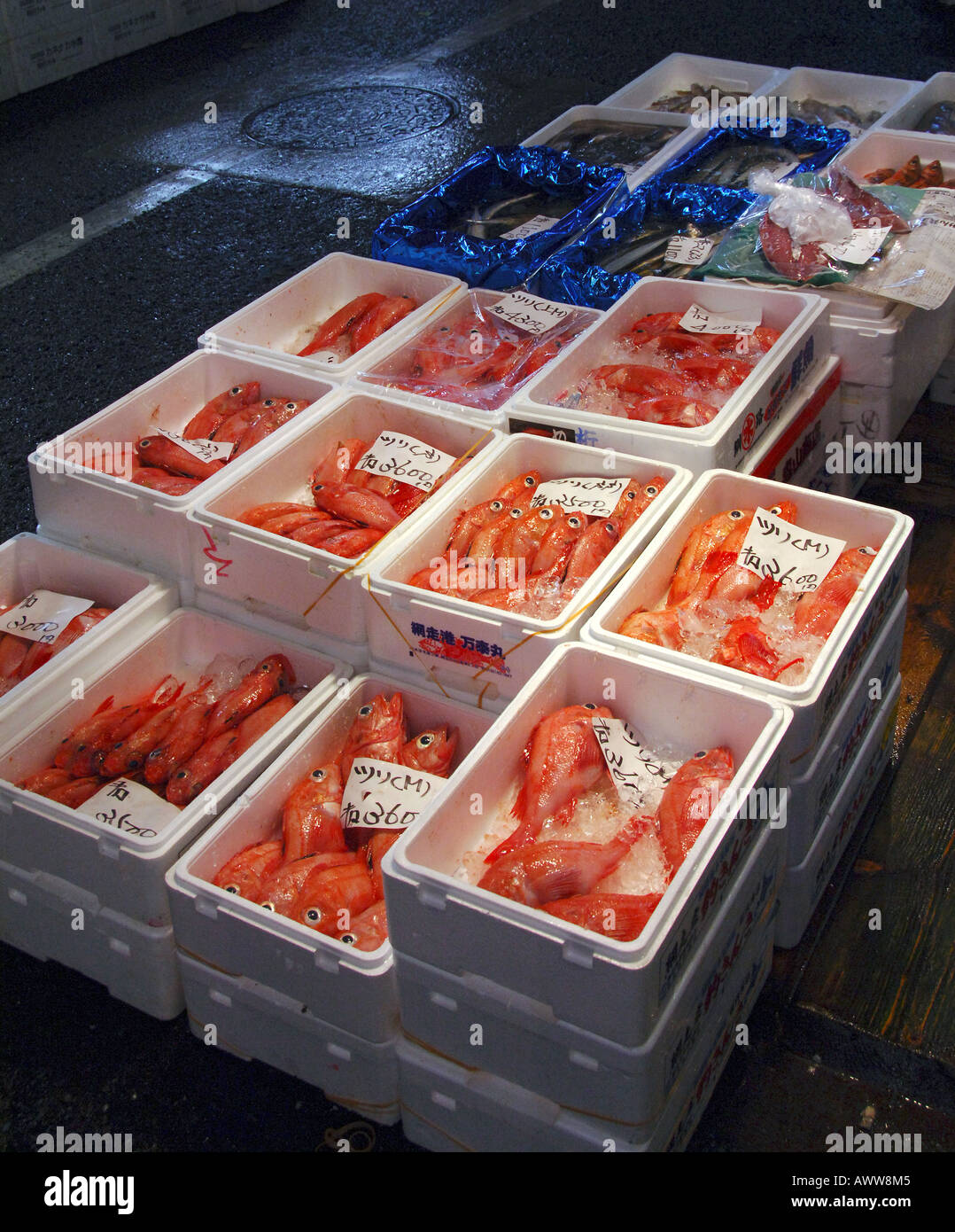 Fish on display, Tsukiji Fish market Tokyo Stock Photo - Alamy