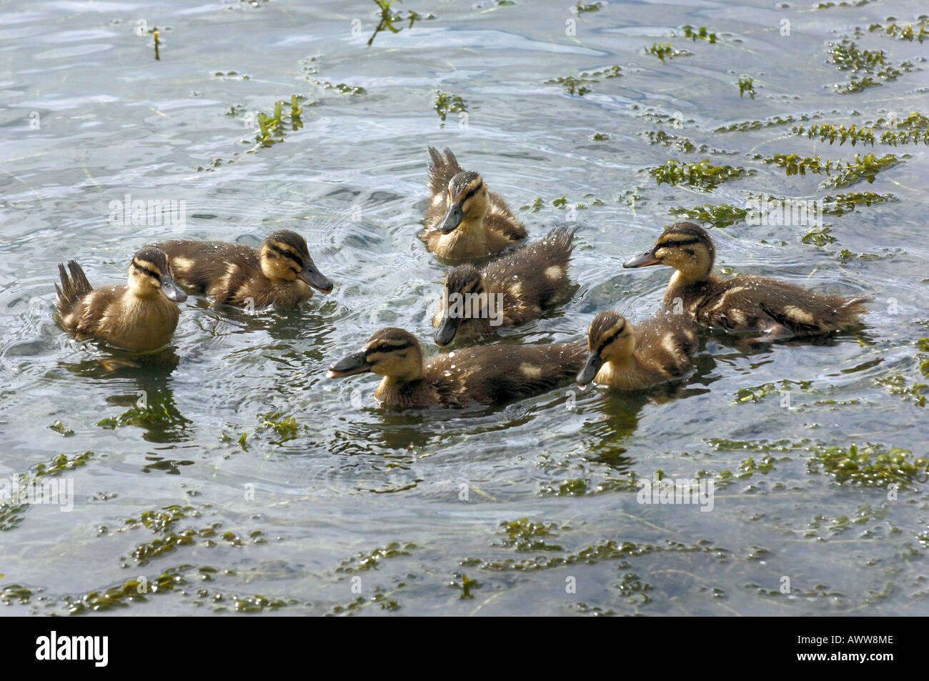 Ducks and ducklings - family on weedy pond Stock Photo - Alamy