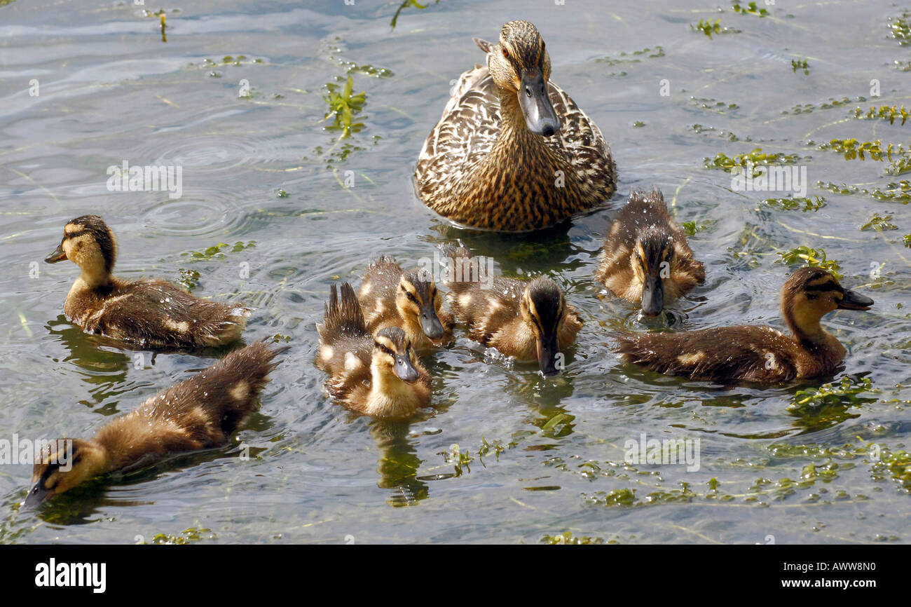 Ducks and ducklings - family on weedy pond Stock Photo - Alamy