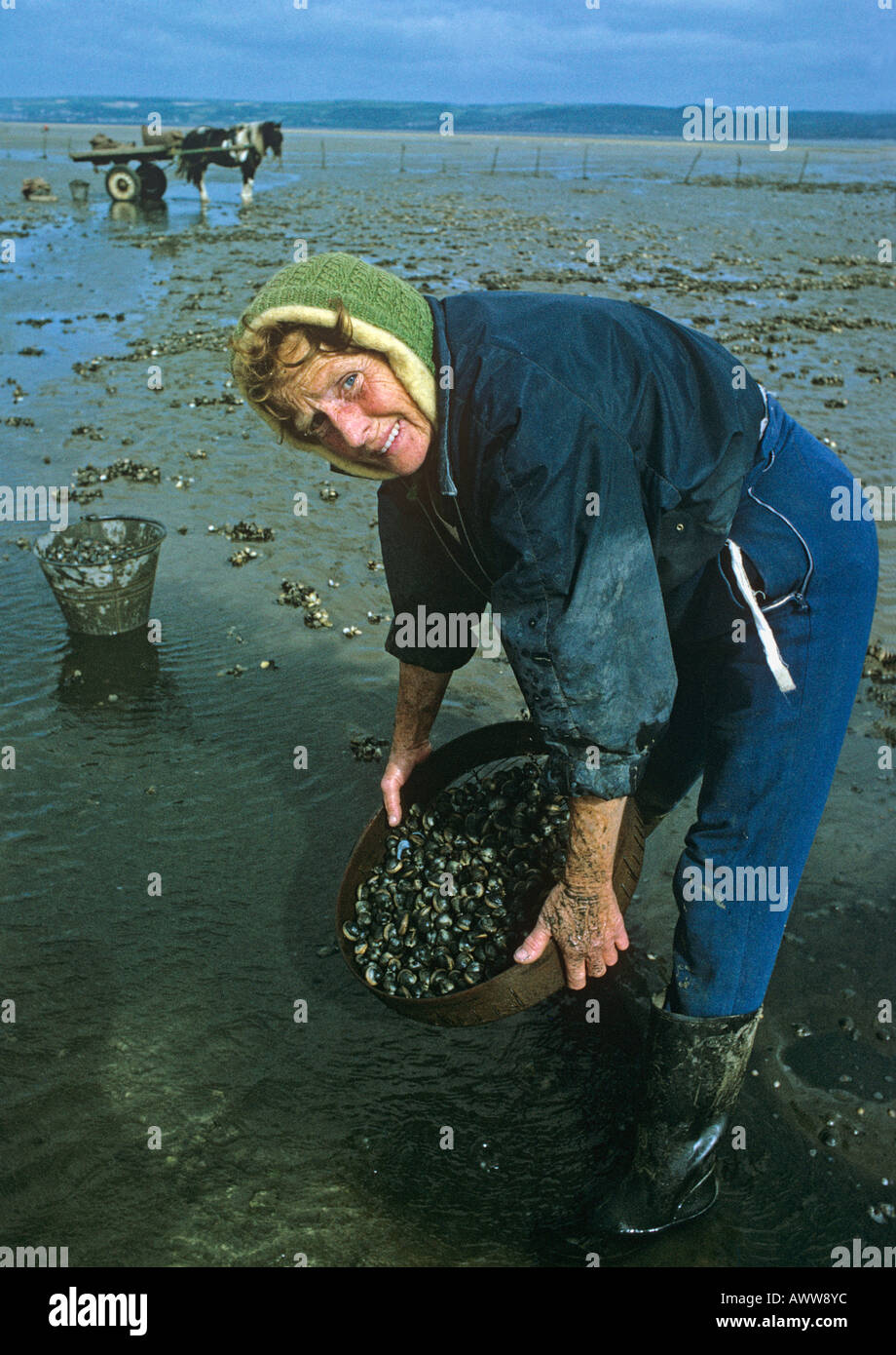 Woman picking cockles on the wide mudflats of The Gower Peninsula West ...