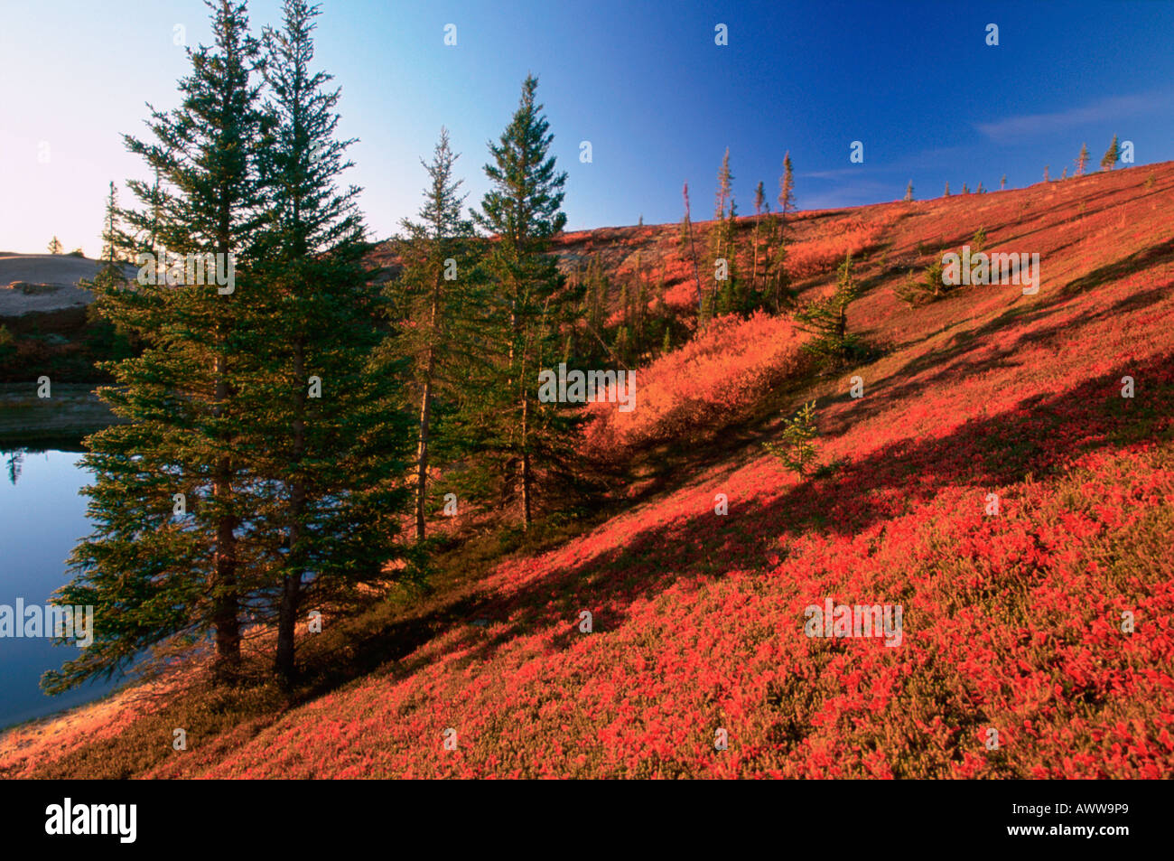 Fall colors in the Barrens headwaters of the Thelon River Canadian ...