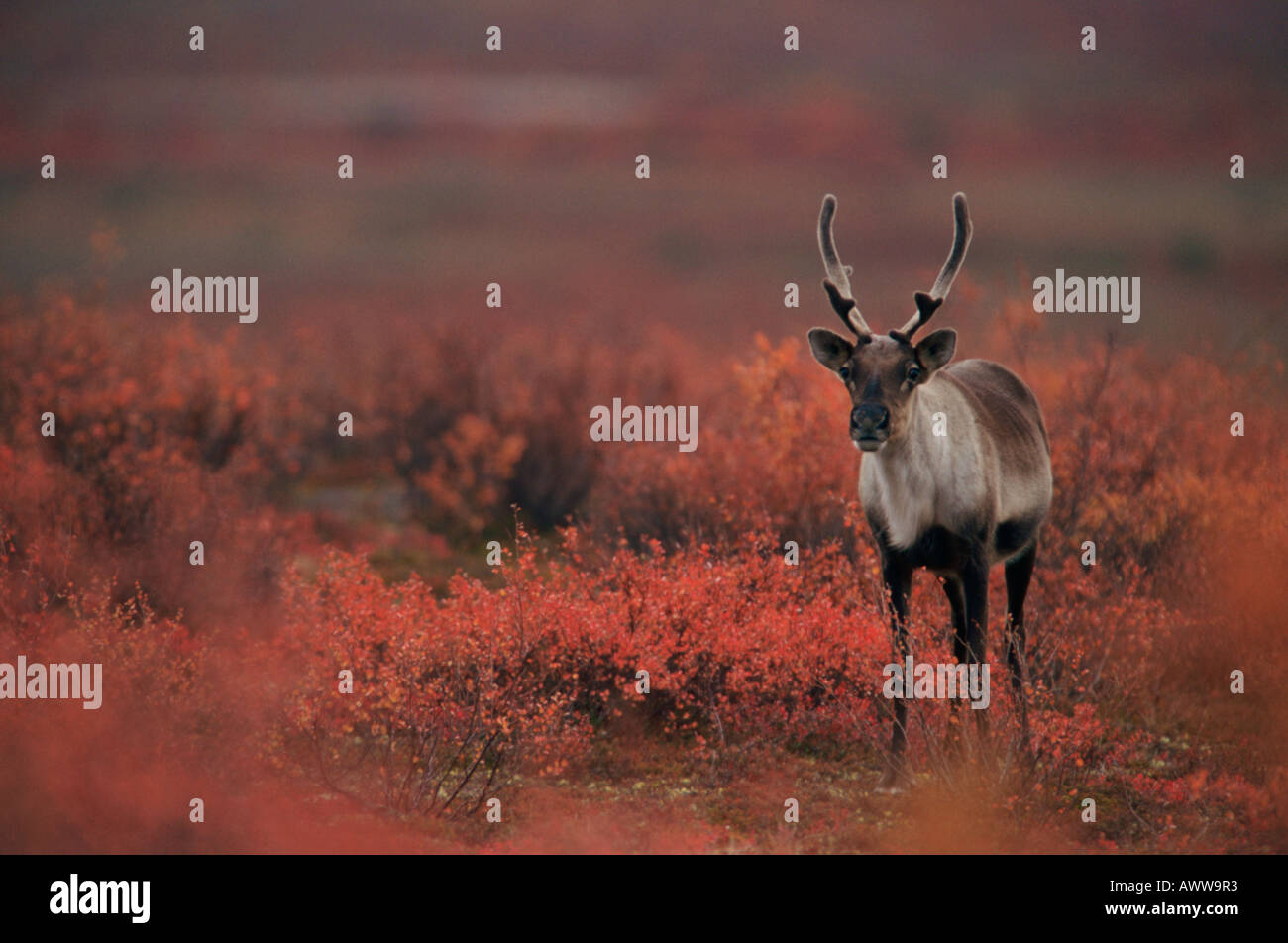 Thelon river hi-res stock photography and images - Alamy