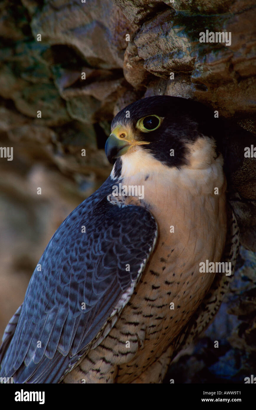 North american peregrine falcon hi-res stock photography and images - Alamy